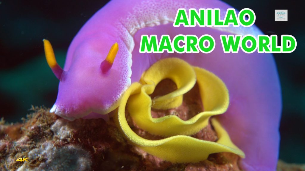 4K SONY RX100 IV Underwater Fantasy Anilao Macro World Diving(Anilao微距 ...